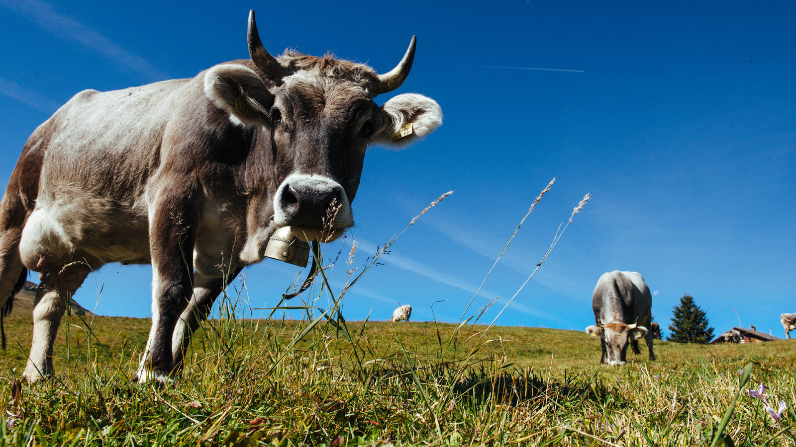 Our Milk from the Alps – LoackerUSA