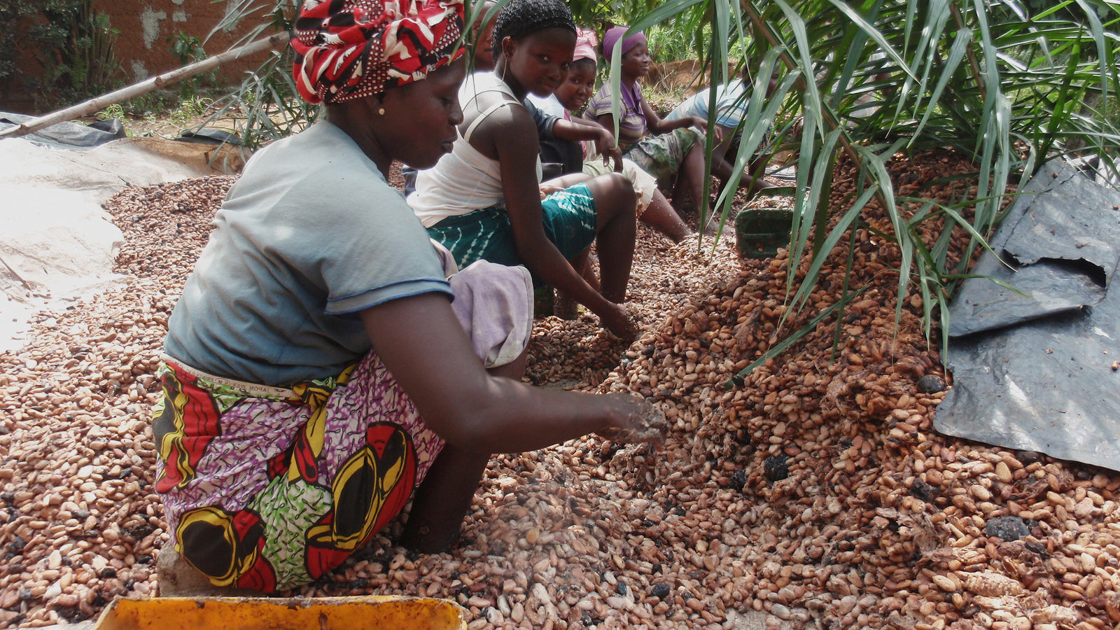 Our Cocoa Farming Program – LoackerUSA