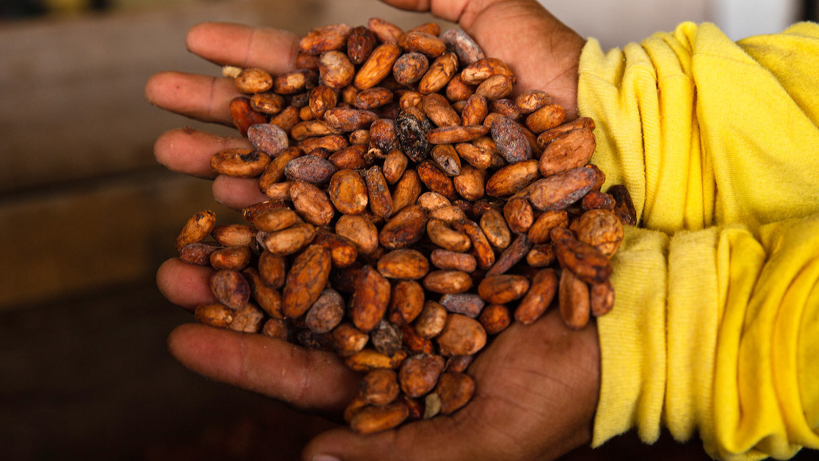 Our Cocoa Farming Program – LoackerUSA